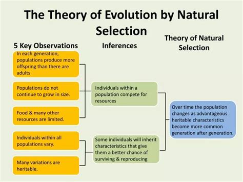 Darwin S Theory Of Natural Selection Examples At Joseph Webster Blog