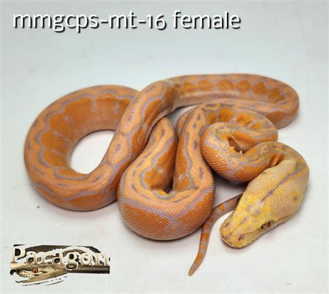 Lavender Motley Sun Free Shipping Reticulated Python By Paragon Exotics