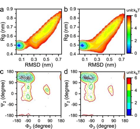 Conformational Distribution Of Chignolin Through Factorized Sampling