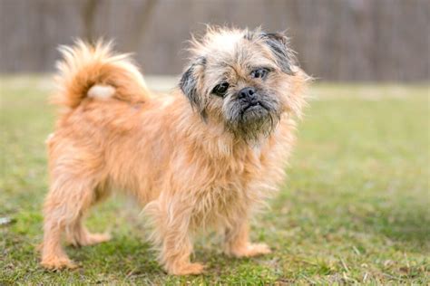 Pug Mixed Breeds 60 Perfect Pug Mixes Youll Want To Adopt