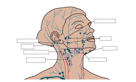 Lymph Nodes Of The Neck Diagram Quizlet