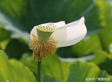 原創散文詩荷塘印象 每日頭條