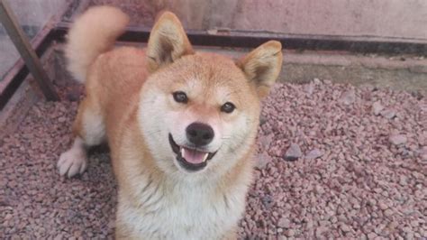 柴犬价格多少钱一只幼犬？柴犬价格其实很便宜 知乎