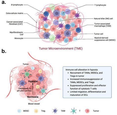 3d Tumor Spheroid And Organoid To Model Tumor Microenvironment For
