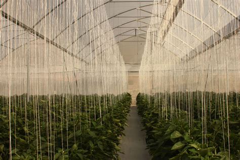 Trellising System Azrom