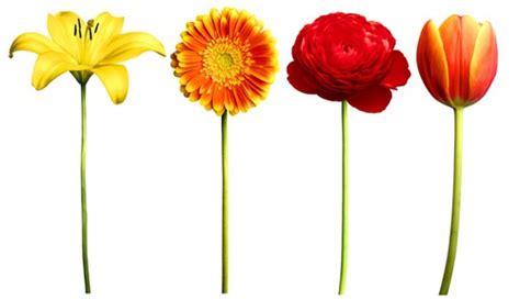 Unit Plant Test Flashcards Quizlet
