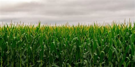 A Novel Algorithm For Enhanced Crop Productivity Industrial Outlook