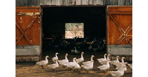 Спестете част от скъпите фуражи при домашните птици Български Фермер