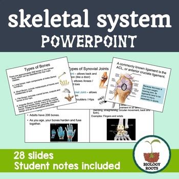 Skeletal System Notes By Biology Roots Teachers Pay Teachers
