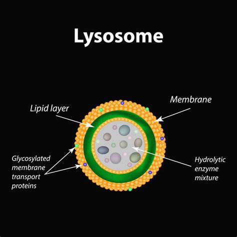 Nuclear Envelope Free Stock Vectors