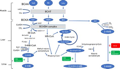 Catabolic Pathway Of Valine Isoleucine And Leucine From Muscles And