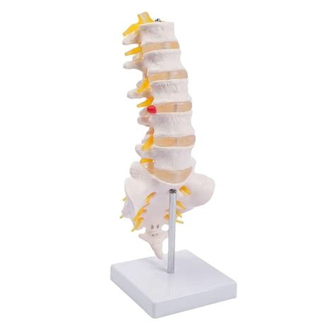 Lumbar Vertebrae Spinal Column Anatomical Skeleton Model For Medical