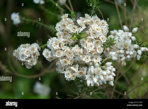 What Is White Rice Flower At Kristi Gayman Blog