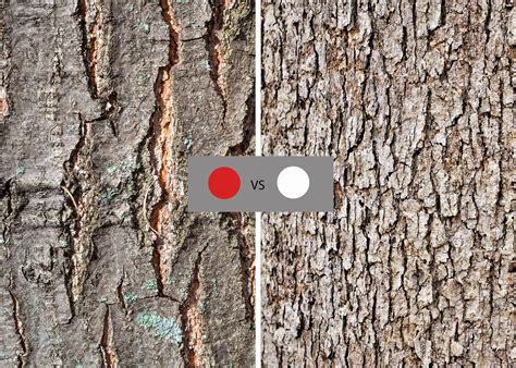 Red Oak Vs White Oak Field And Stream