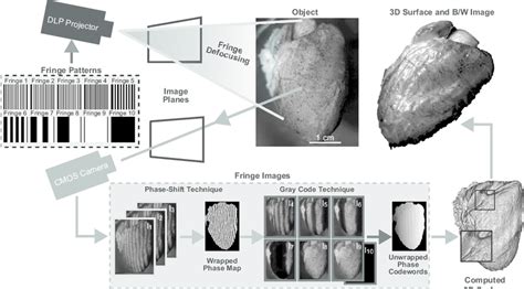 Setup Of Structured Light Imaging System A Digital Light Processing