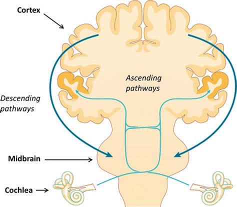 2 Patterns And Predictability Are Important For Processing Both Speech Download Scientific