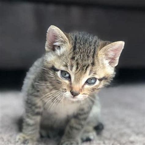 Why Is My Cat So Small Compared To Other Cats Diy Seattle