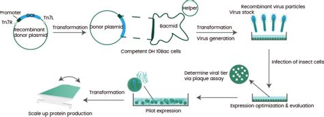 Recombinant Protein Expression Using A Baculovirus Insect Cell System Sino Biological