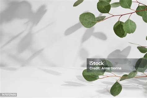 빈 밝은 회색 배경에 아름 다운 그림자가 있는 녹색 유칼립투스 가지 제품 프레젠테이션을 위한 배경 뷰티 화장품 광고 디스플레이 모형 최소한의 정물 전면보기 배경 주제에 대한