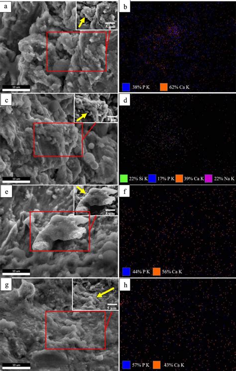 Sem Images And Eds Analyses Of The Biomimetic Apatite Layer On The Download Scientific Diagram