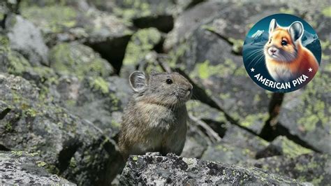 Comparing Marmot And Pika Sounds Youtube