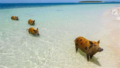 Where To Swim With Pigs In The Bahamas 7 Stunning Pig Beaches 7