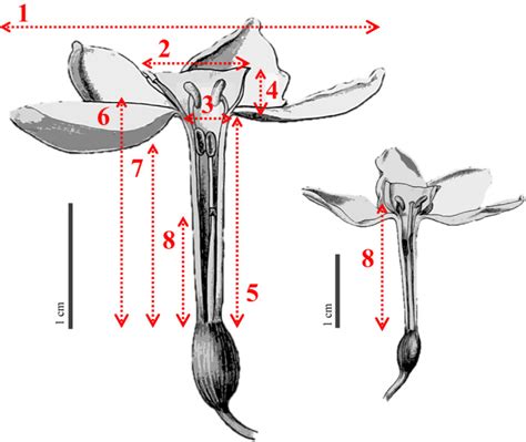 Direct Evidence Supporting Darwins Hypothesis Of Cross‐pollination