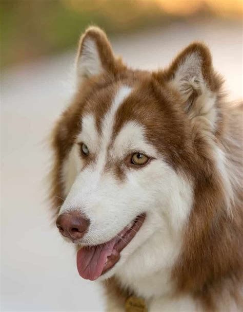 Why Do Huskies Have Blue Eyes Facts And Genetics Explained