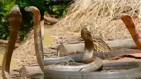 Cobras Mating