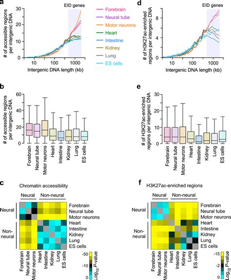 Genes With Long Intergenic Dna Have Significantly More Accessible And Download Scientific