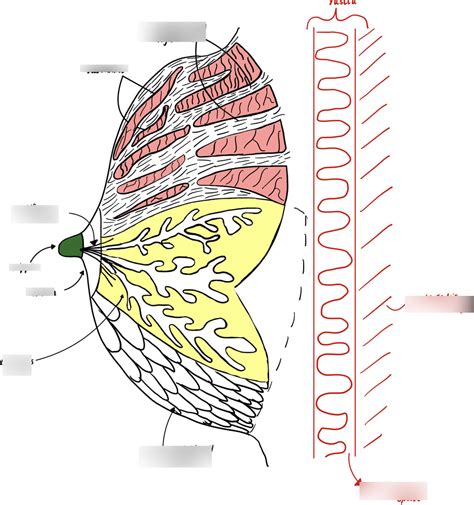 Diagram Of Mammary Glands Quizlet