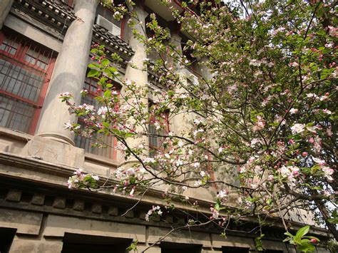 2024河南大学游玩攻略 校区十分有历史底蕴和开 去哪儿攻略