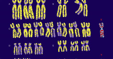 Unraveling The Secrets Of The Human Y Chromosome Npr Illinois