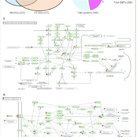 Proteomics Analysis Of Fc Evs A Overview Of The Proteins Detected