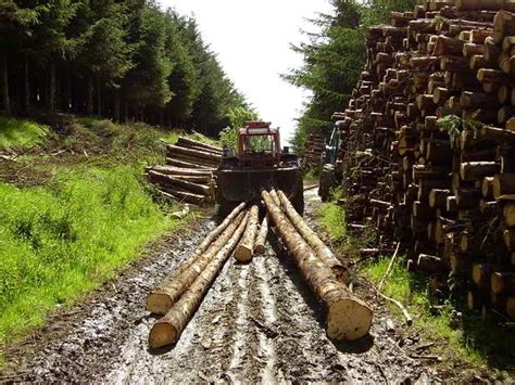 Does Logging The Whole Tree Make A Difference Environmentally Earth And The Environment Does Logging The Whole Tree Make A Difference Environmentally Earth And The Environment