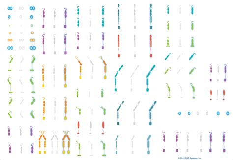 Il 6 Signaling Pathways Randd Systems