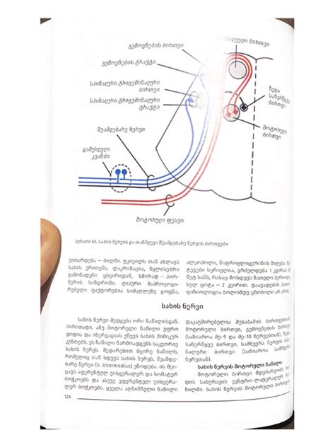 7 კრანიული ნერვი Pdf
