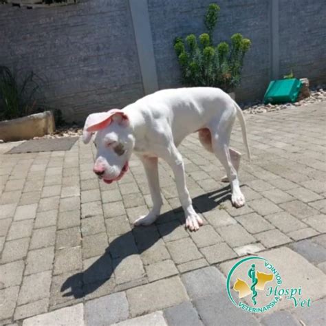 Rahitis Veterinarska Bolnica Hospivet