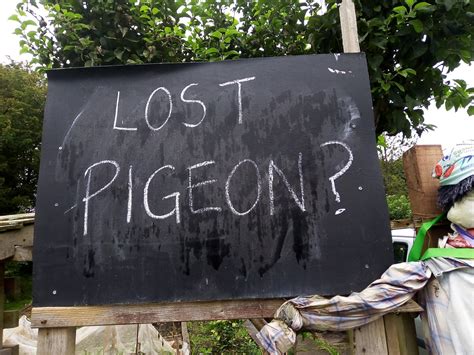 The Fig Issue Maria Lalić