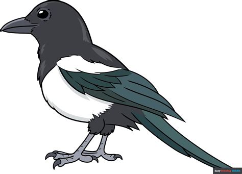 How To Draw Magpie Bird