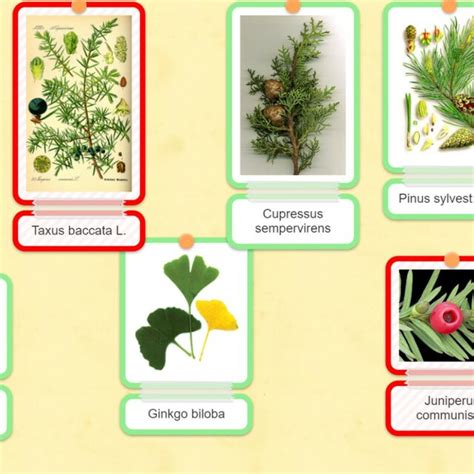 Illustration Of The Exercise Classification Download Scientific