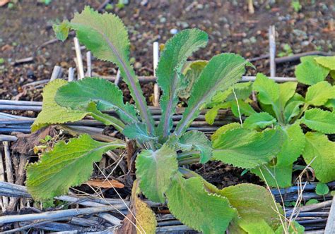有毒植物ジギタリスの育て方と植物の特徴をわかりやすく解説