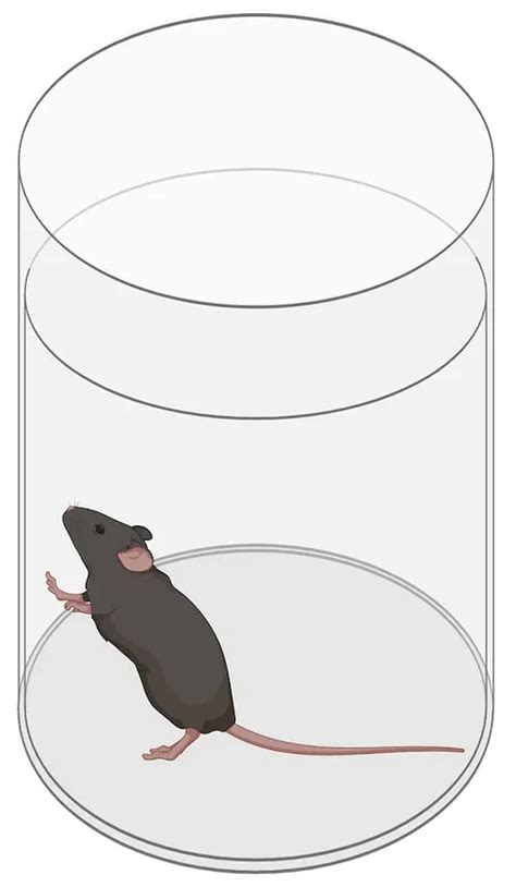 Dessin De Souris De Laboratoire
