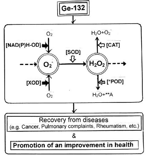 Schematic Representation Of A Putative Model For The Relationship