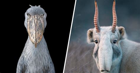 Fotografías De 14 Especies Que Están A Punto De Extinguirse