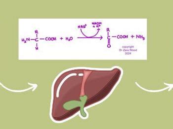 Liver Structure And Function A Level Biology Teaching Resources
