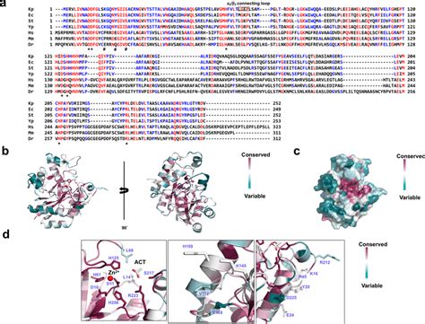 Sequence Comparison Of Prokaryote And Eukaryote Chbg Homologs A Download Scientific Diagram