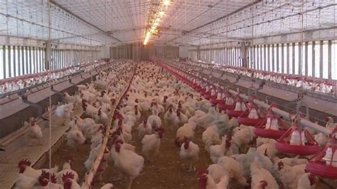 Poultry Farming Beginner Guide 2025 Agriculture Guruji