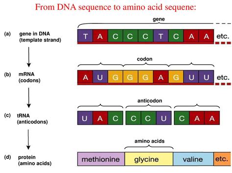 生命與基因 Ppt Download