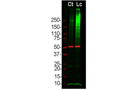 Anti Ubiquitin Antibody A85455